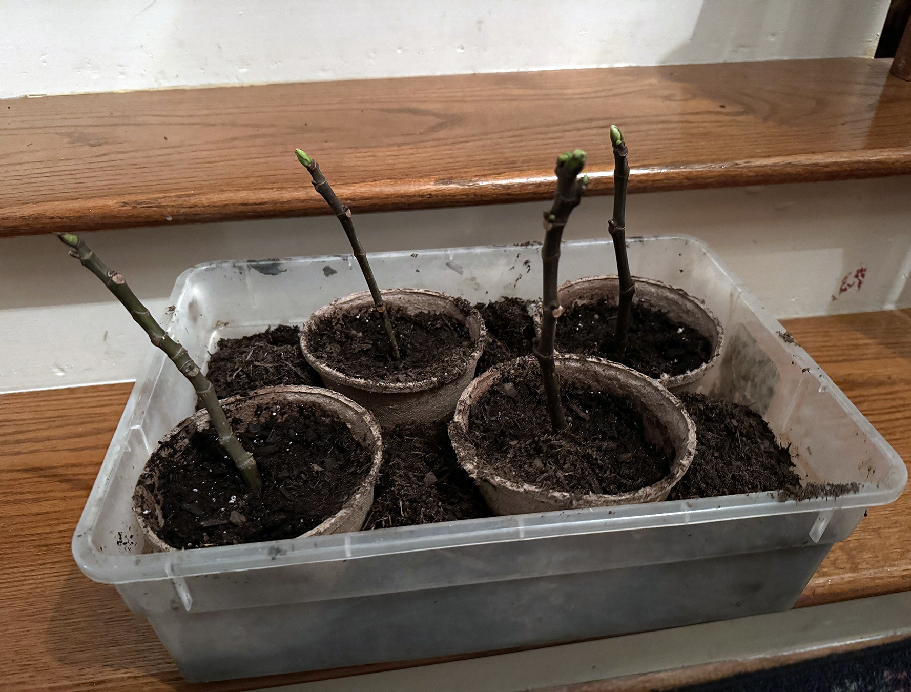 Behold my fig tree grove! | bradwarthen.com